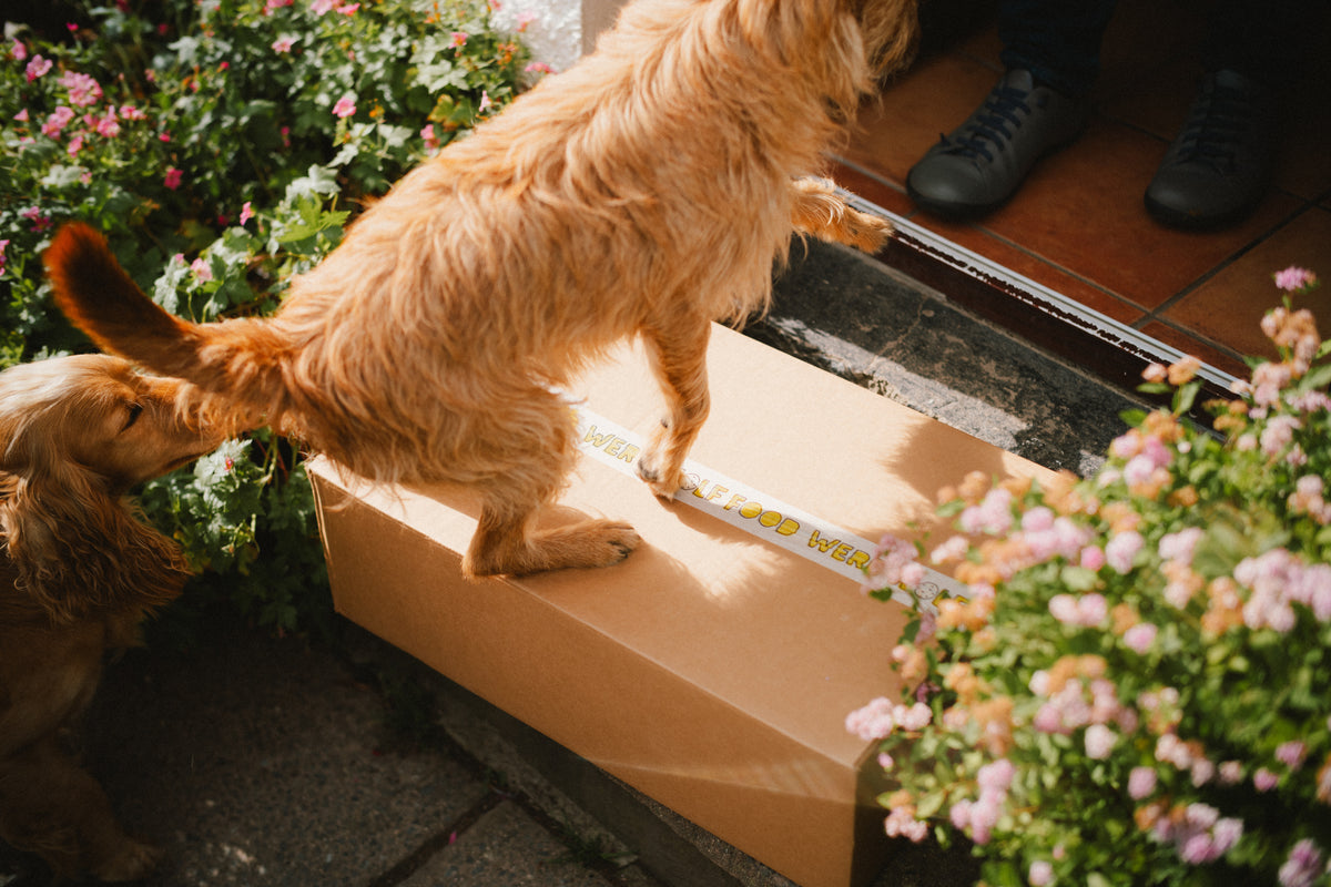 Why You and Your Pup Will Love a Dog Food Subscription – Were Wolf Food
